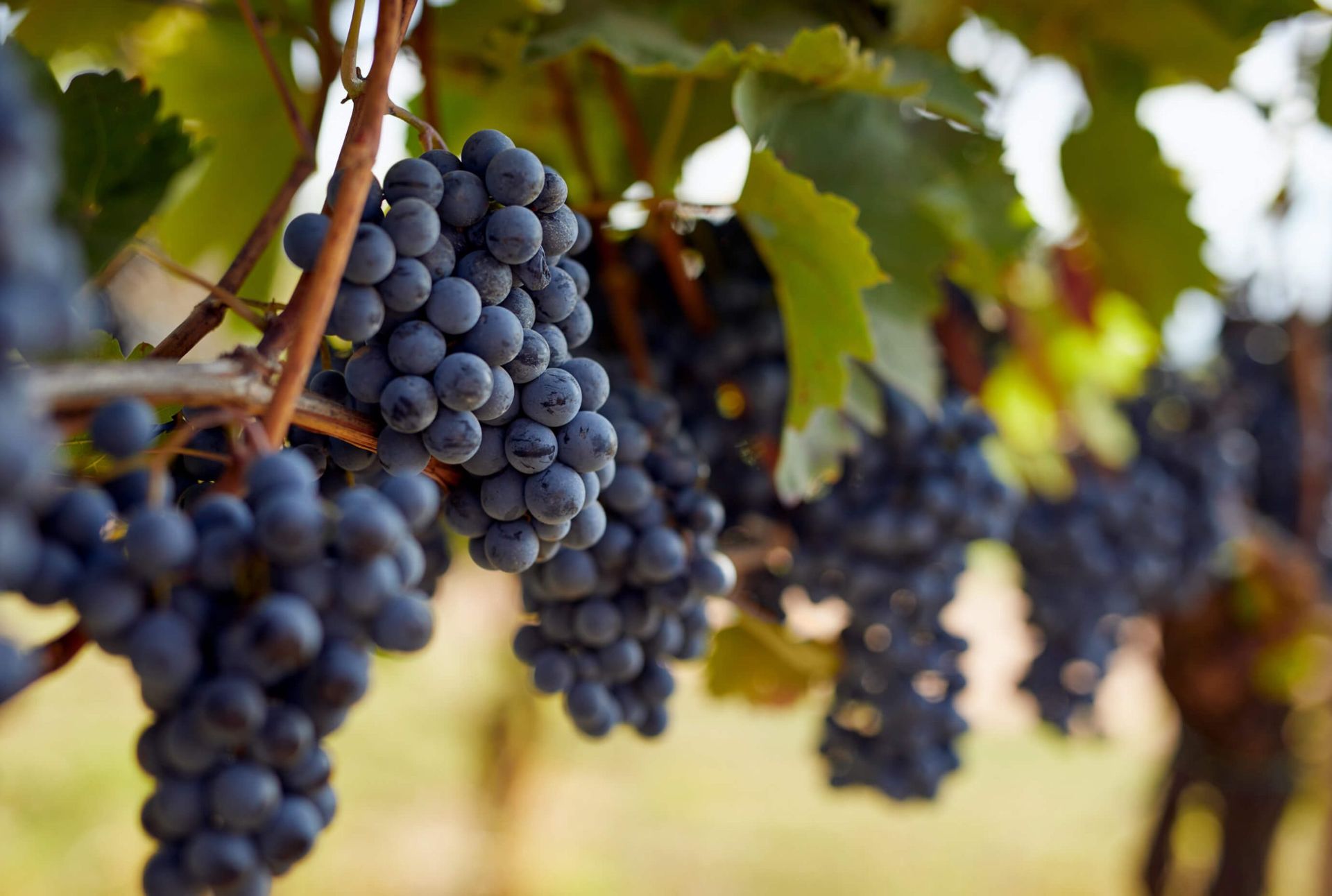 Home - Barboursville Vineyards